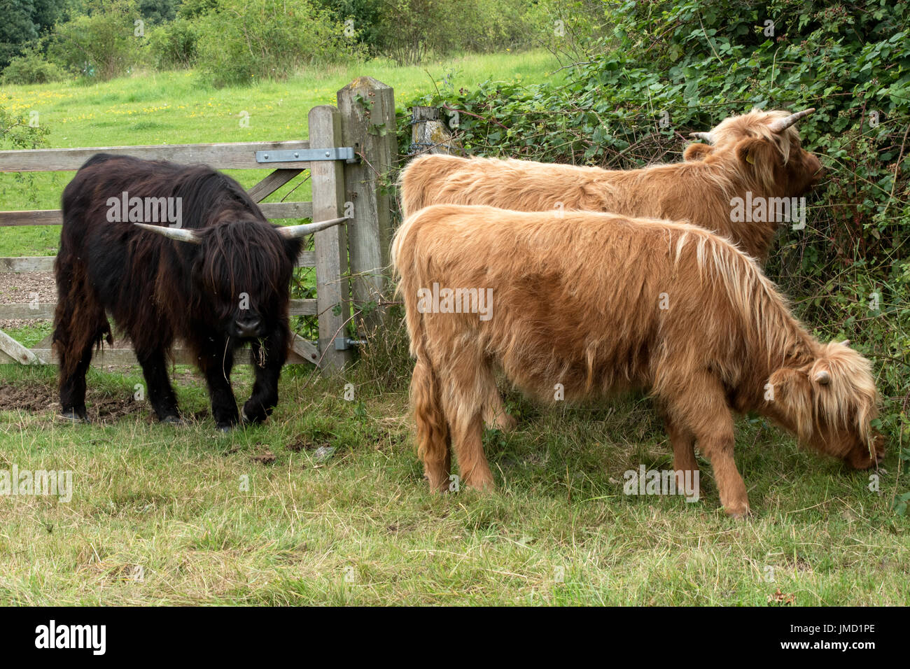 Black highland cattle hi-res stock photography and images - Alamy