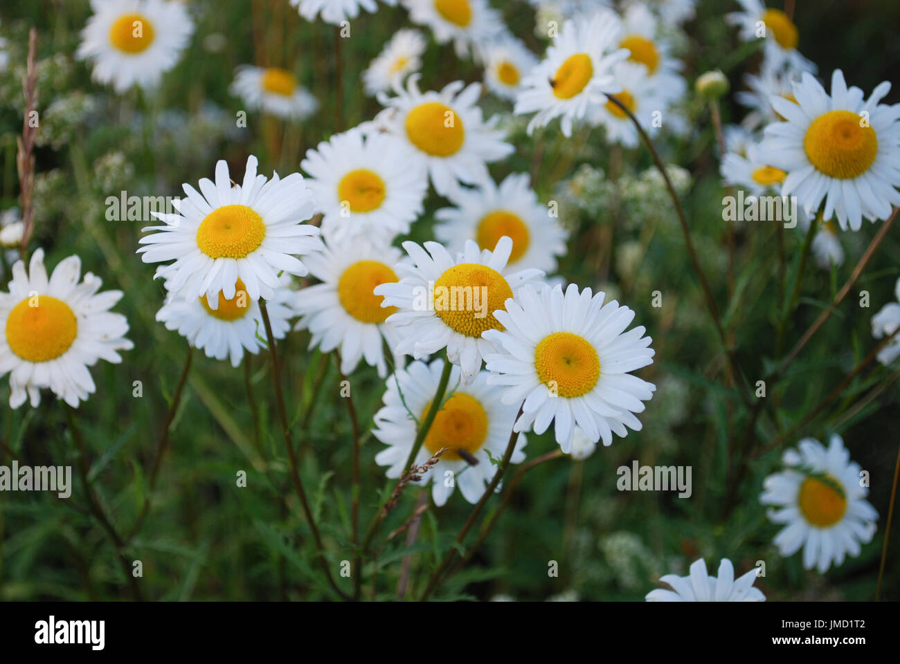 Ox eye daisy leucanthemum vulgare is typical grassland perennial ...