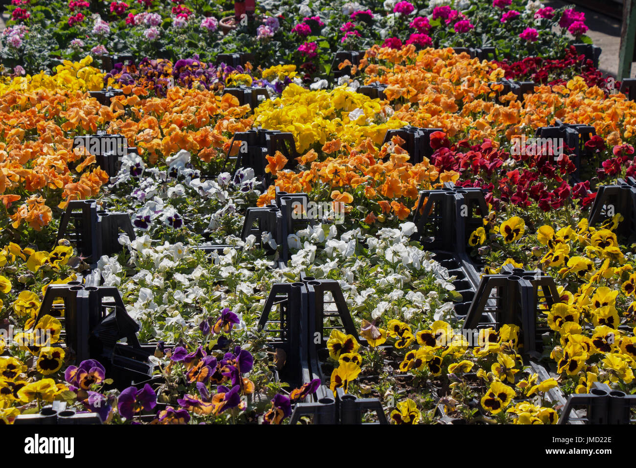 Blooming spring flowers as a colorful background Stock Photo - Alamy