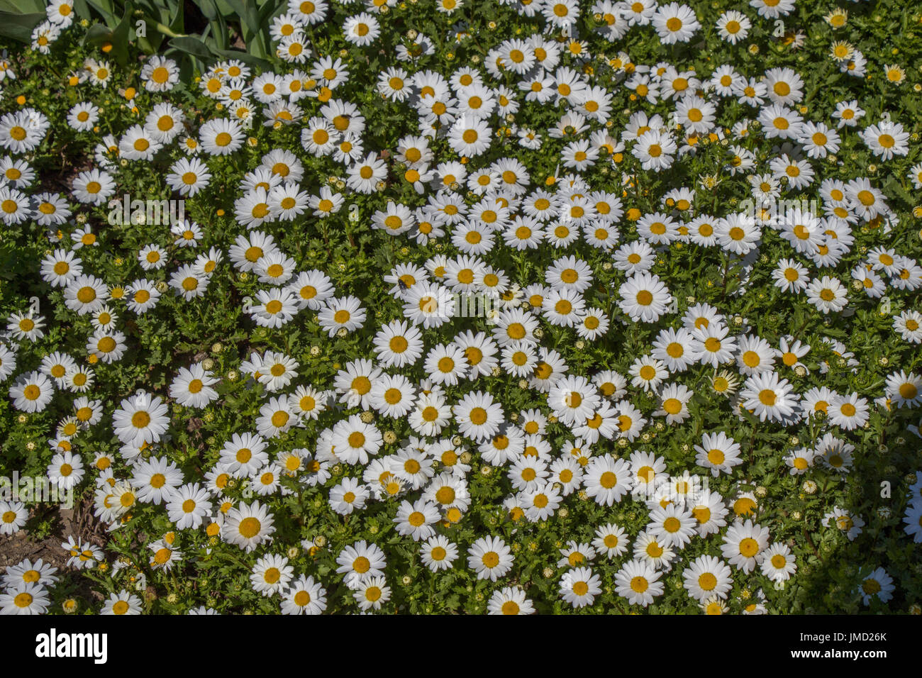 Beautiful daisy flowers as a background Stock Photo - Alamy