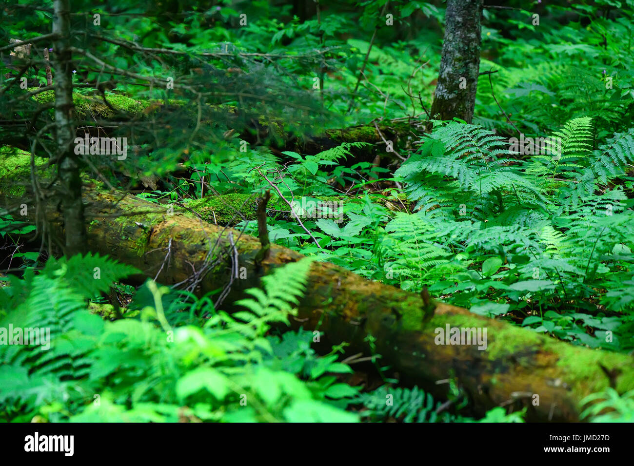 Scenic panorama of green forest thicket in summer Stock Photo - Alamy