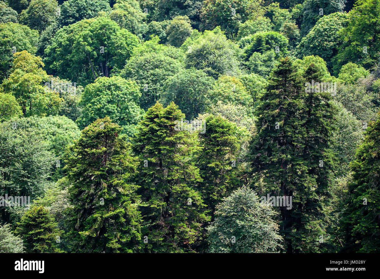 Scenic landscape with mountain forest Stock Photo - Alamy