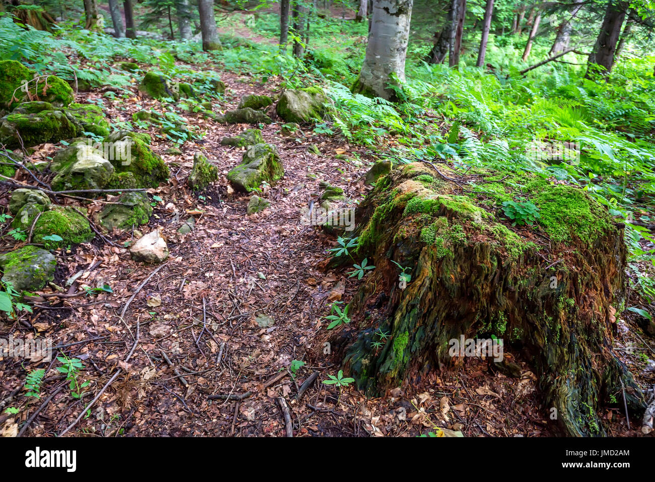 Crumbling tree stump hi-res stock photography and images - Alamy