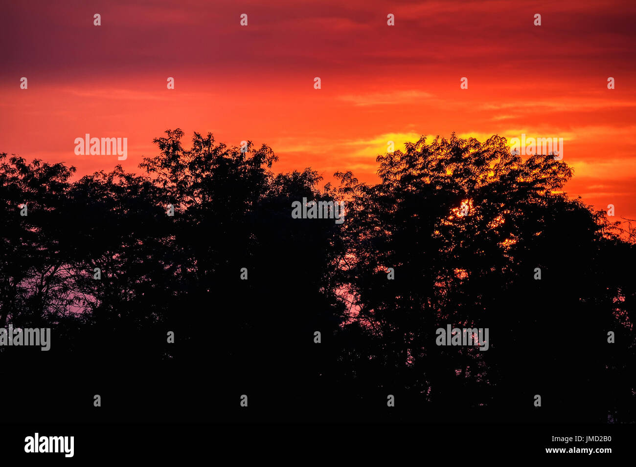 Trees silhouettes at sunset Stock Photo - Alamy