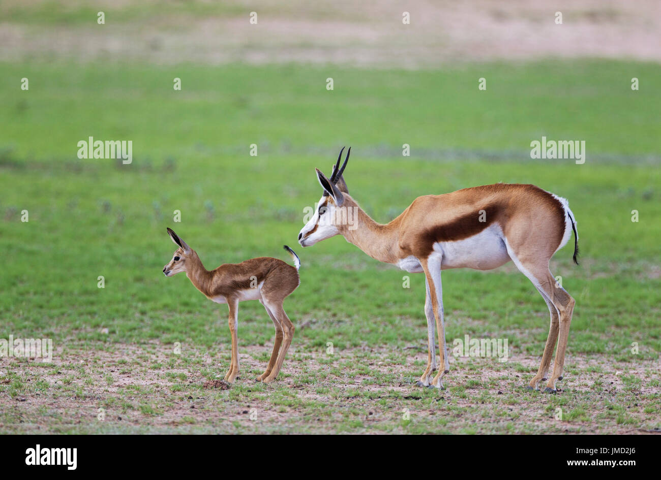 Springbok (Antidorcas marsupialis), ewe with newborn lamb. During the ...