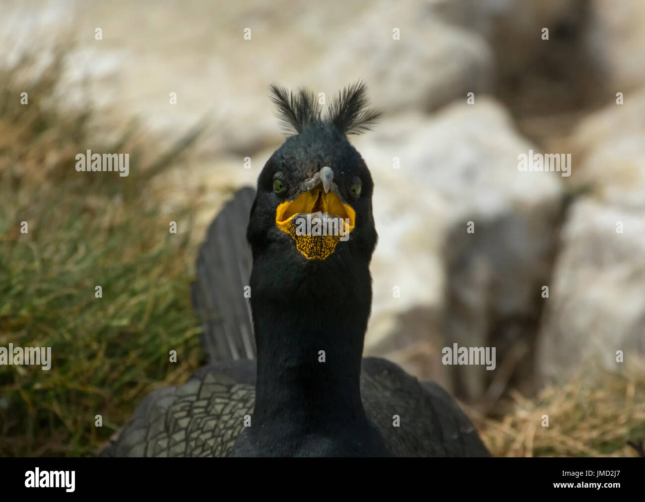 European Shag on Nest Stock Photo - Alamy