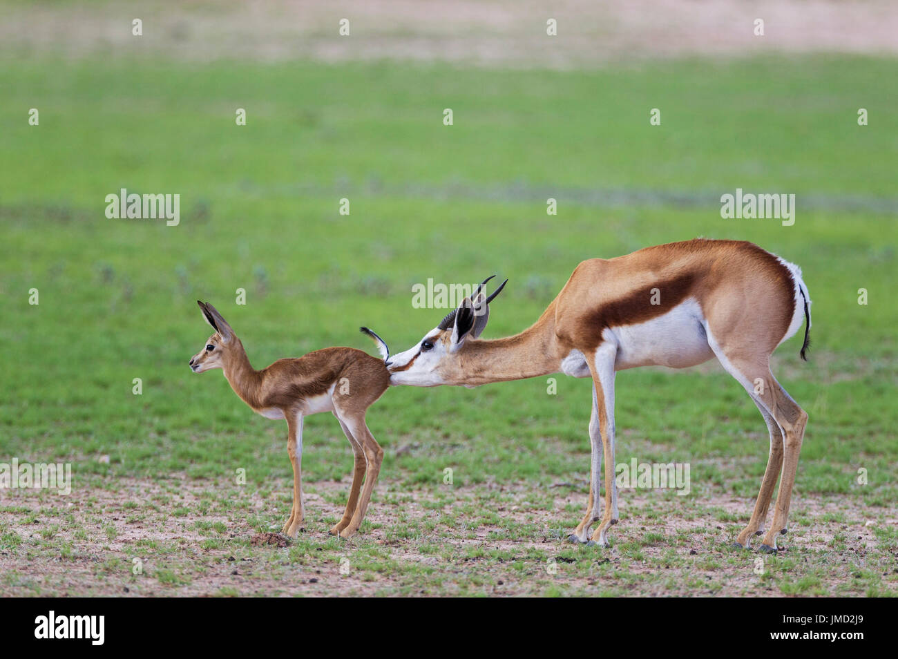 Springbok (Antidorcas marsupialis), ewe cleaning newborn lamb. During ...