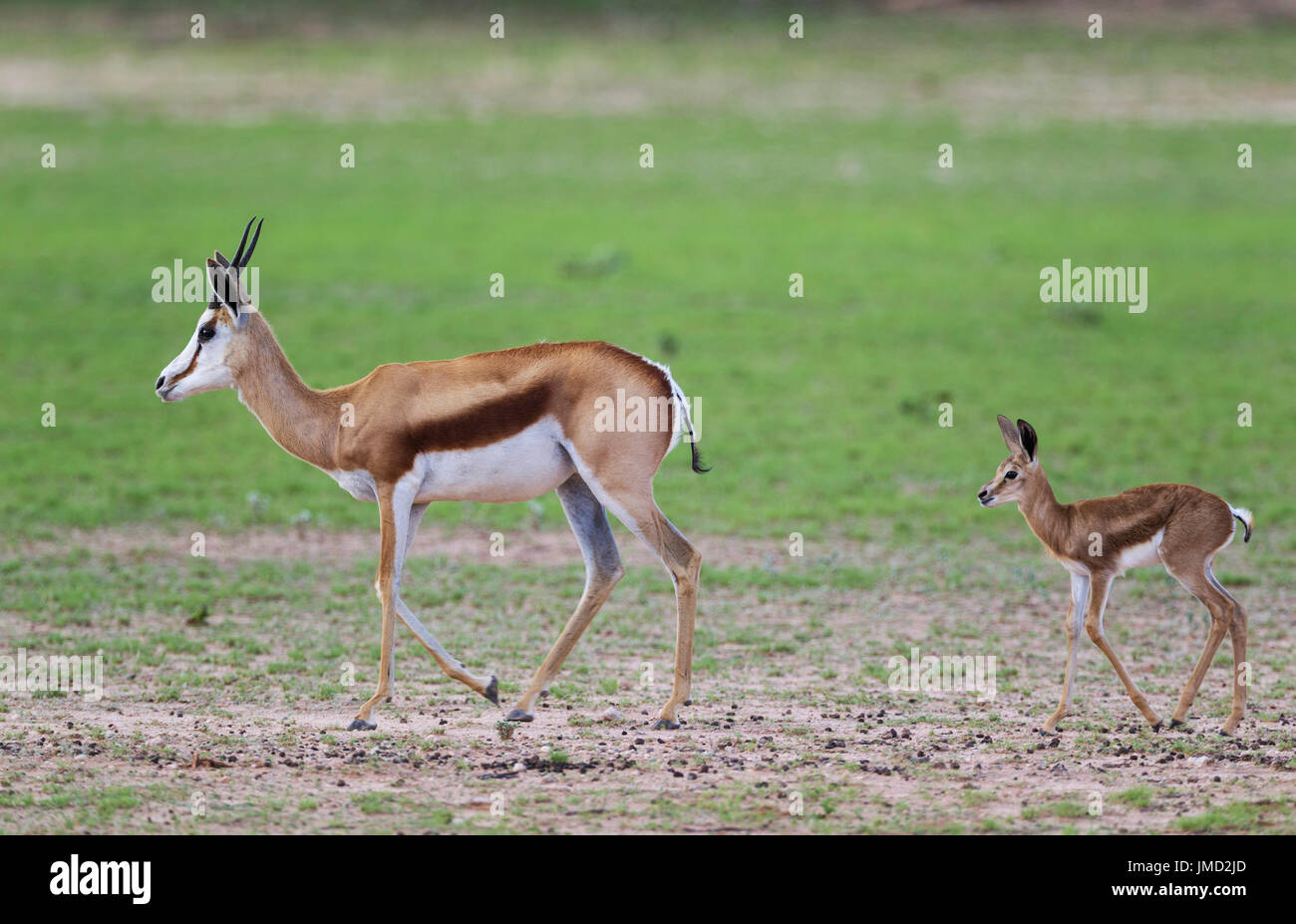 Springbok (Antidorcas marsupialis), ewe with newborn lamb. During the ...