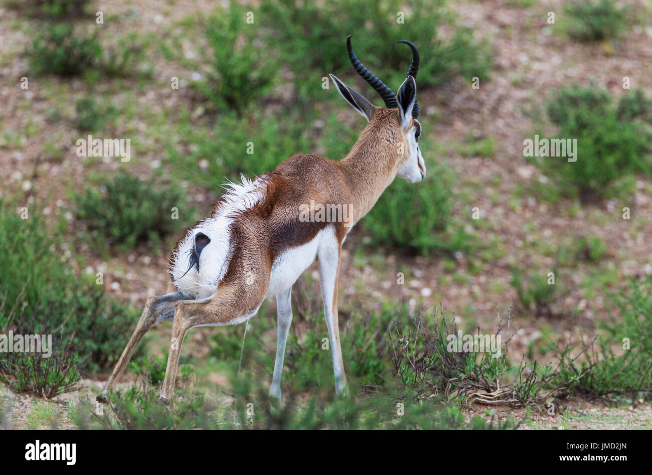 Springbok (Antidorcas marsupialis). Urinating male. After a downpour ...