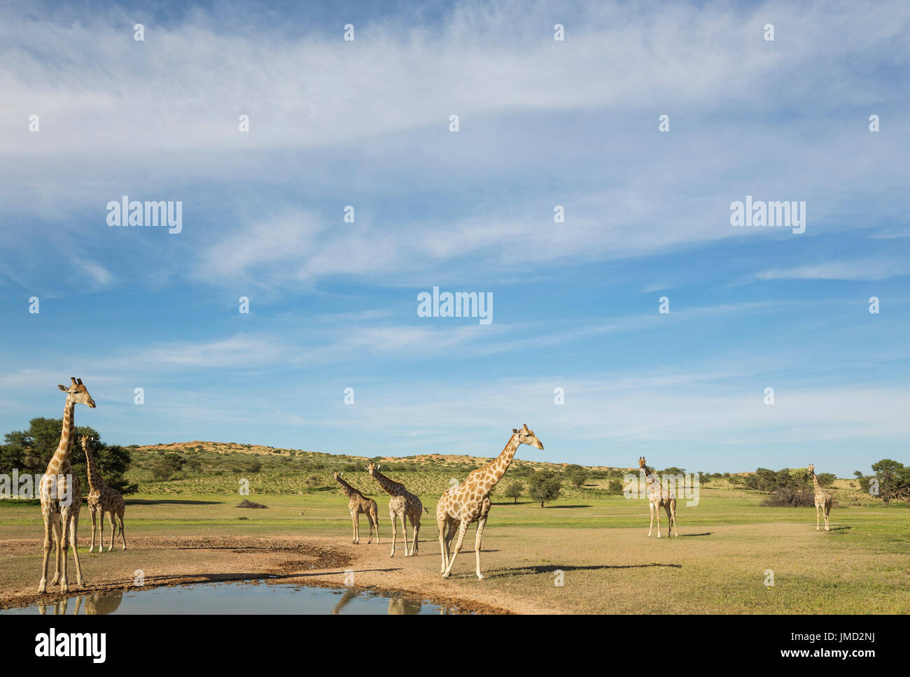 Southern Giraffe (Giraffa giraffa) Herd. Gathered at a rainwater pool ...