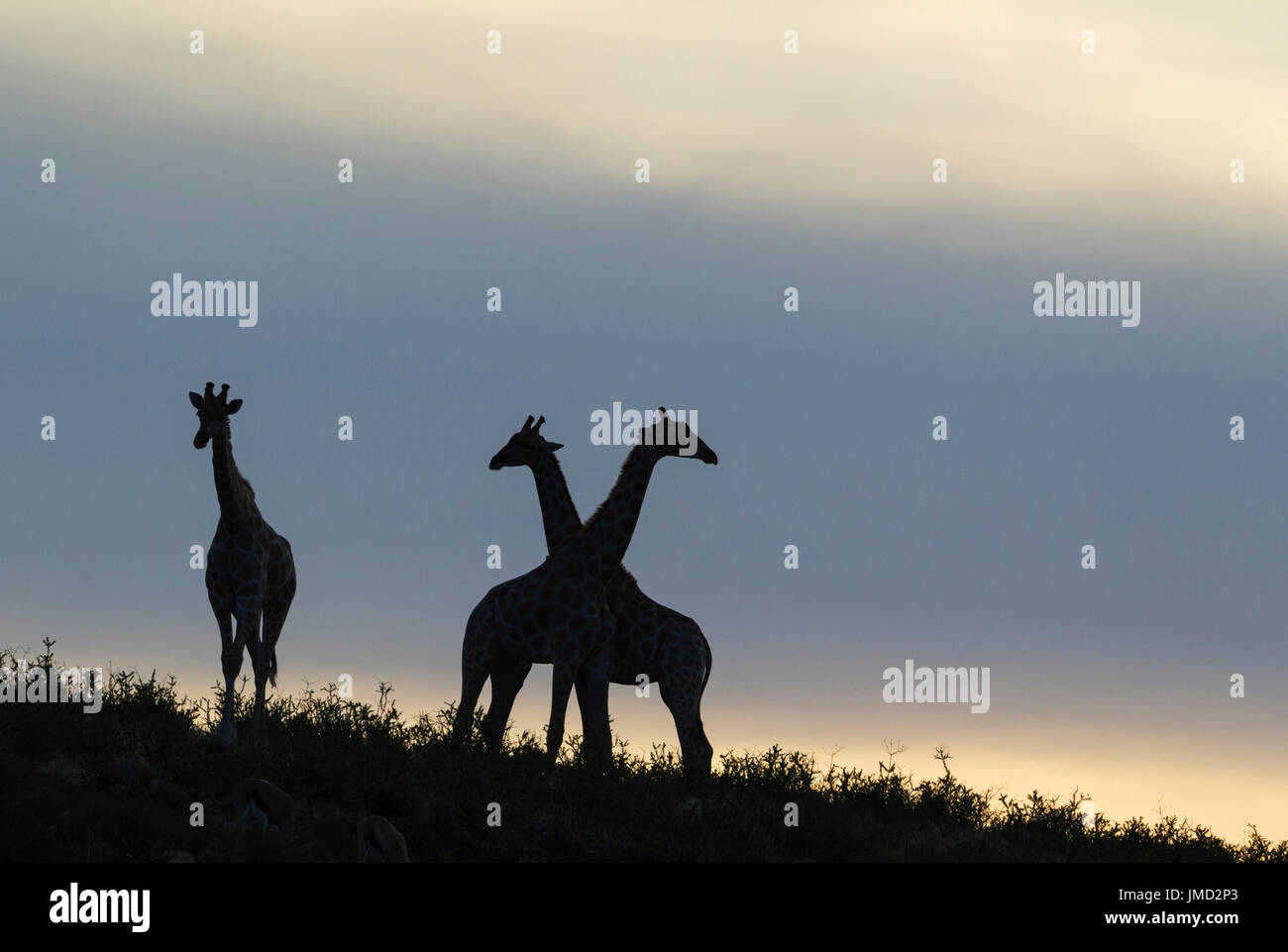 Southern Giraffe (Giraffa giraffa). Three Males at dawn, two fighting ...