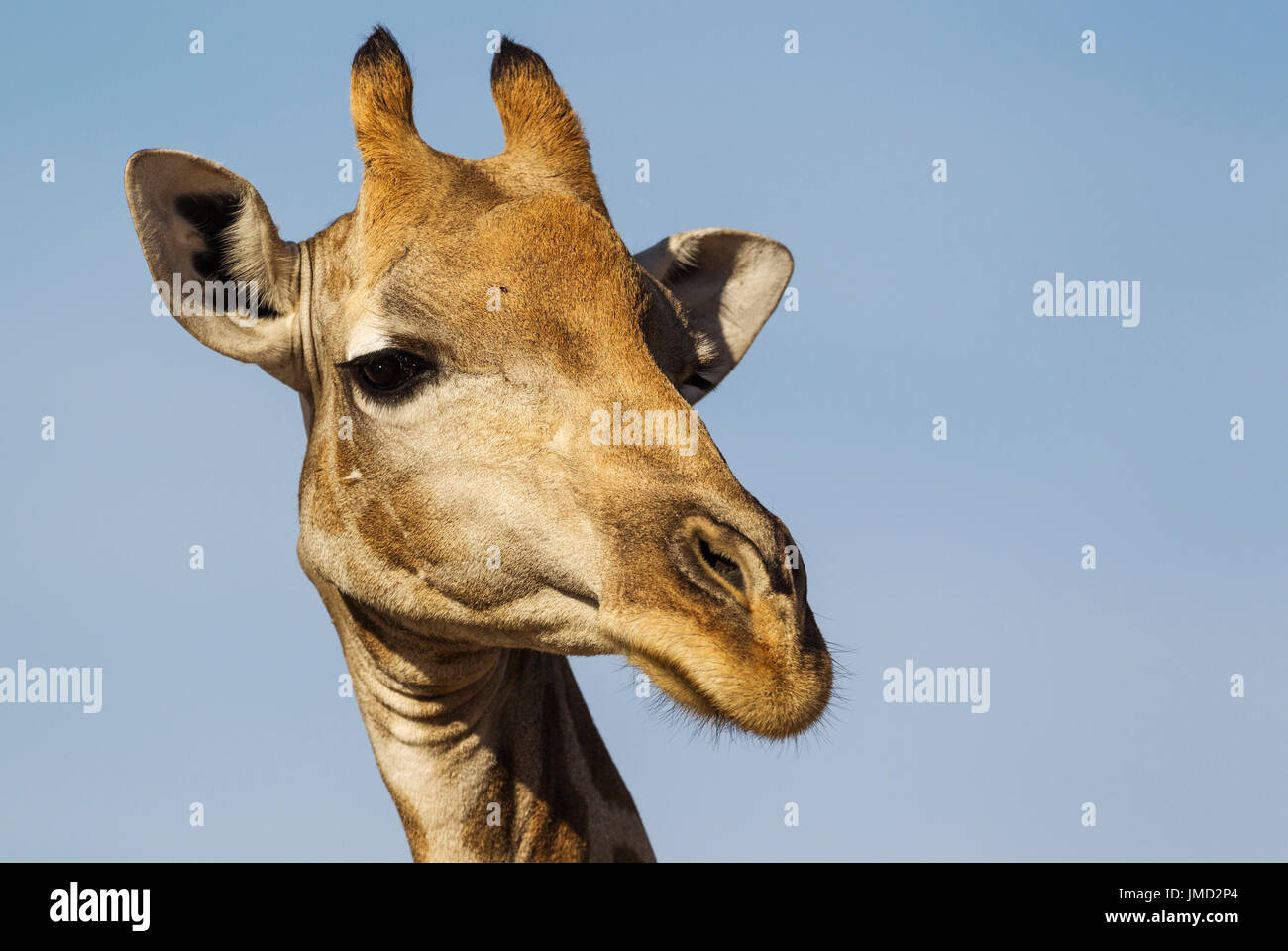 Southern Giraffe (Giraffa giraffa) female close up Stock Photo - Alamy