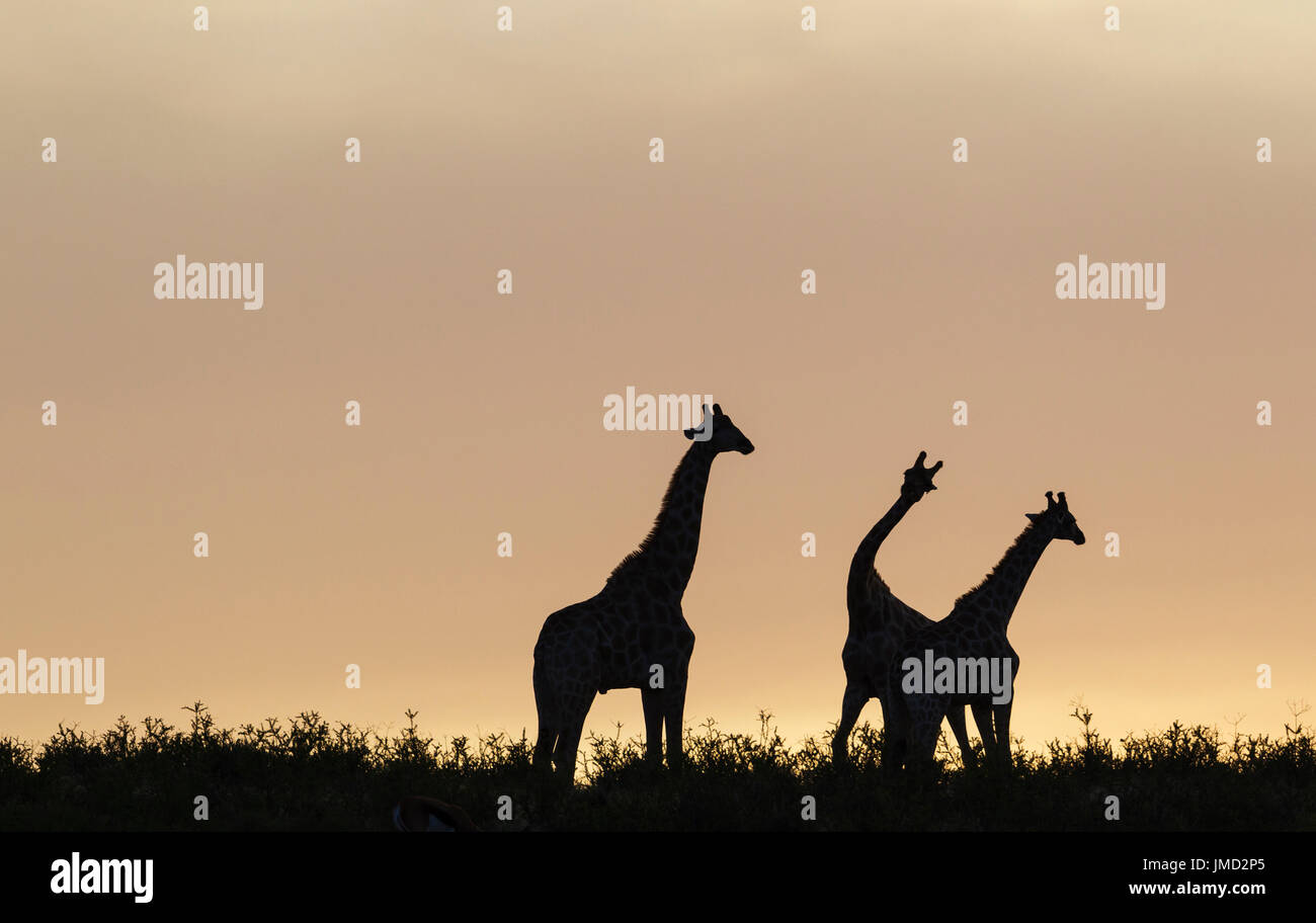 Southern Giraffe (Giraffa giraffa). Three Males at dawn, two fighting ...
