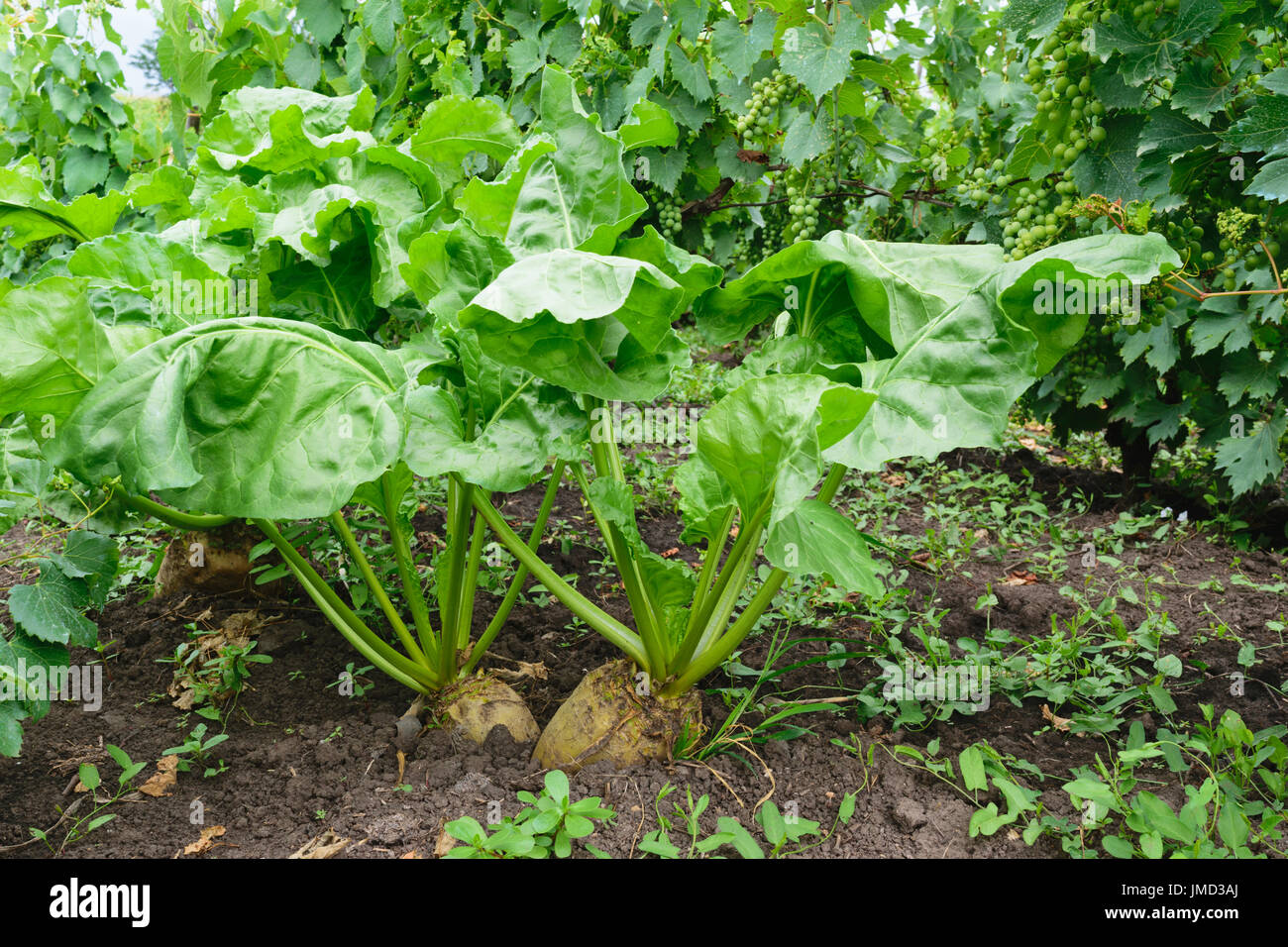 organic unharvested beet plant (Beta vulgaris) in the soil. White sugar ...