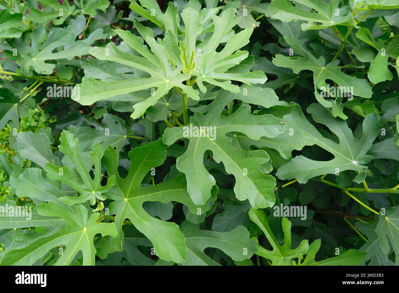 Fig leaf shape hi-res stock photography and images - Alamy
