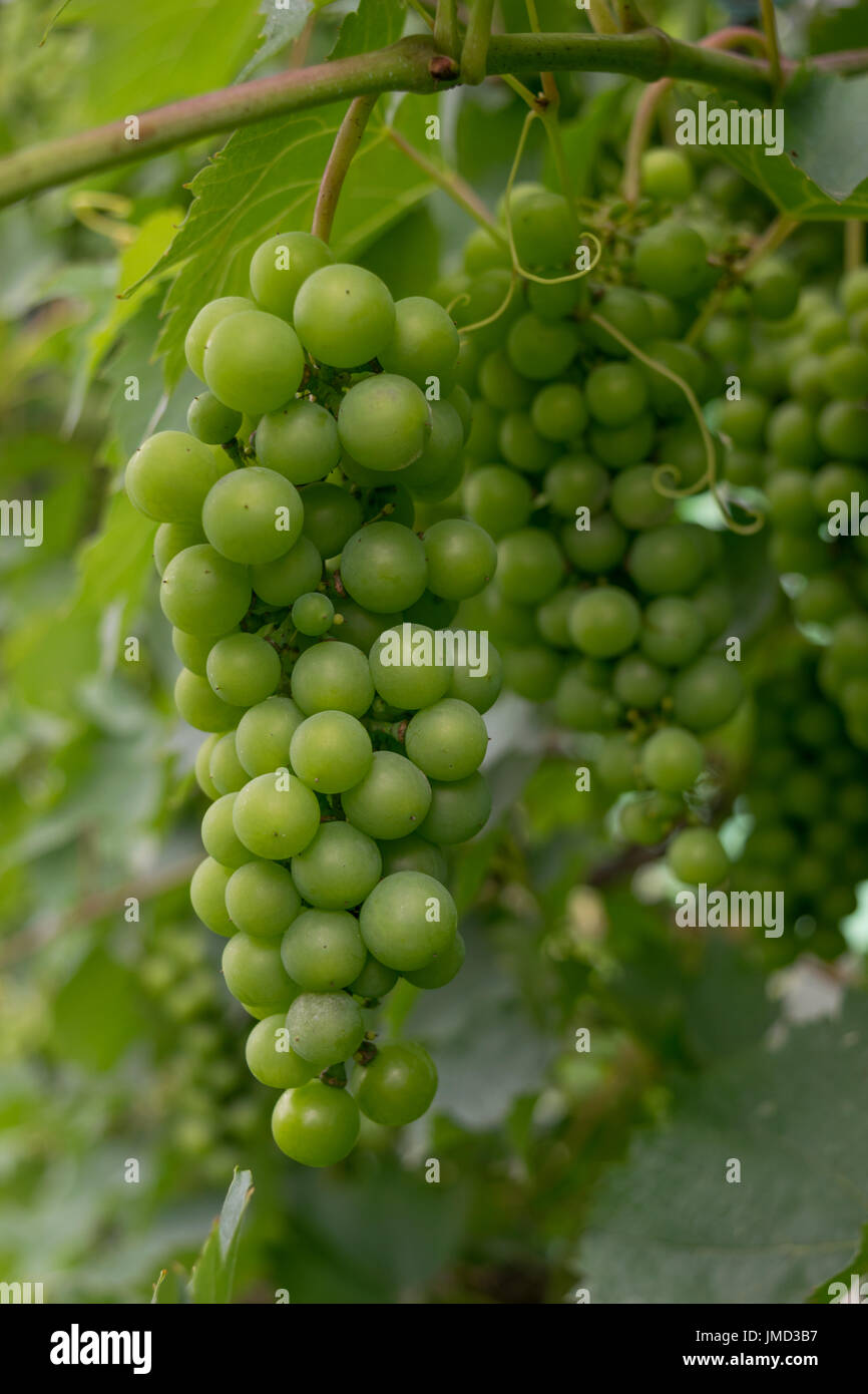 hanging unripe unpicked green grapes - organic agriculture Stock Photo ...