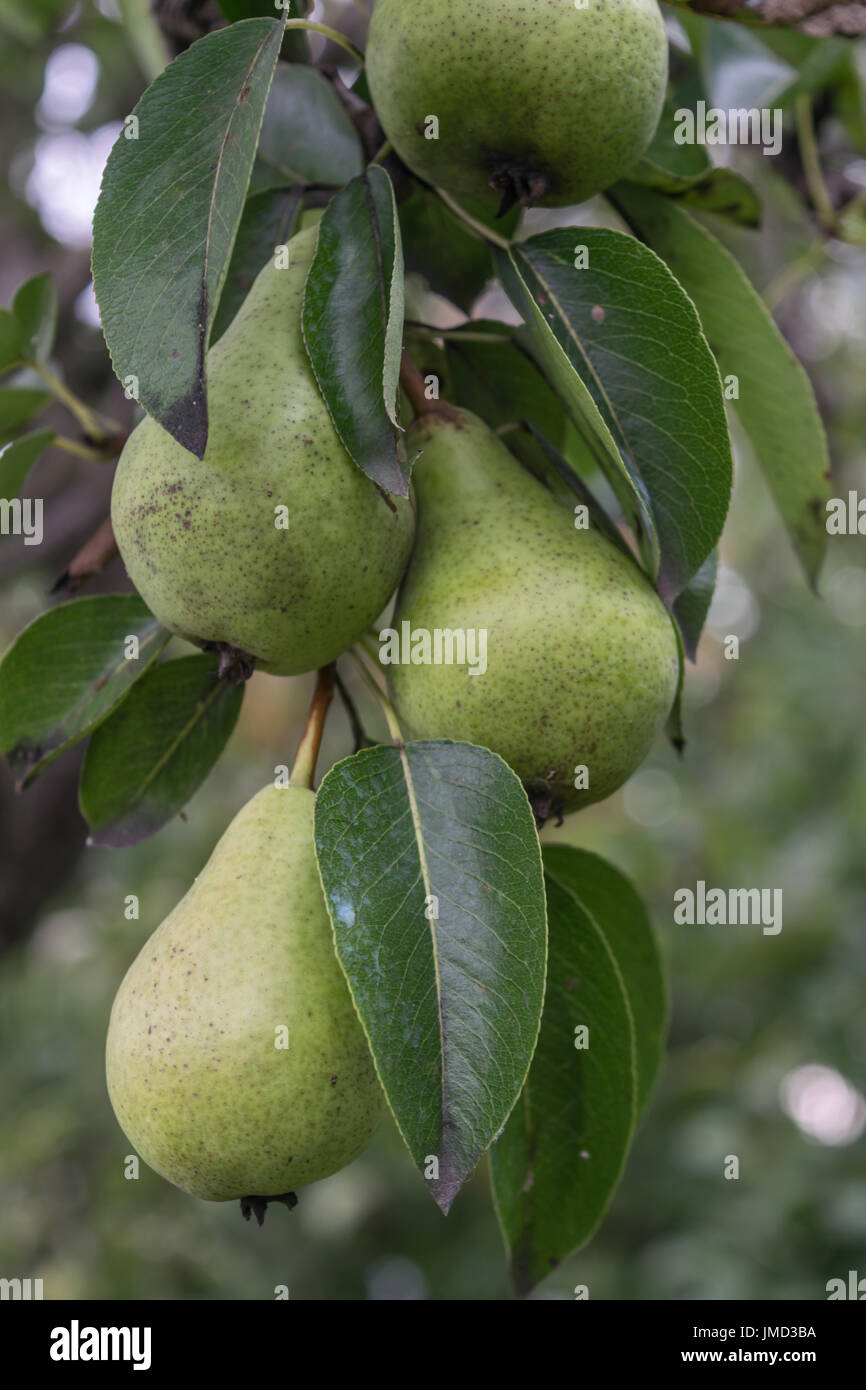 Green garden pears hi-res stock photography and images - Alamy