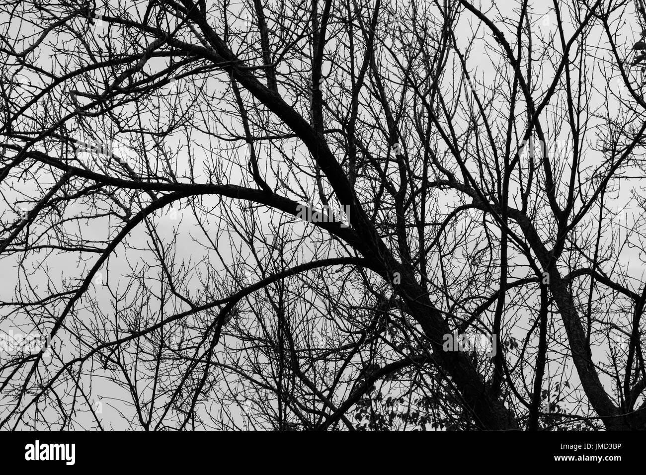 black and white tree branches abstract background Stock Photo - Alamy