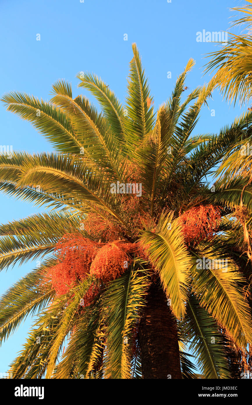 Date palm tree in Vejer de la Frontera, Cadiz Province, Spain Stock ...