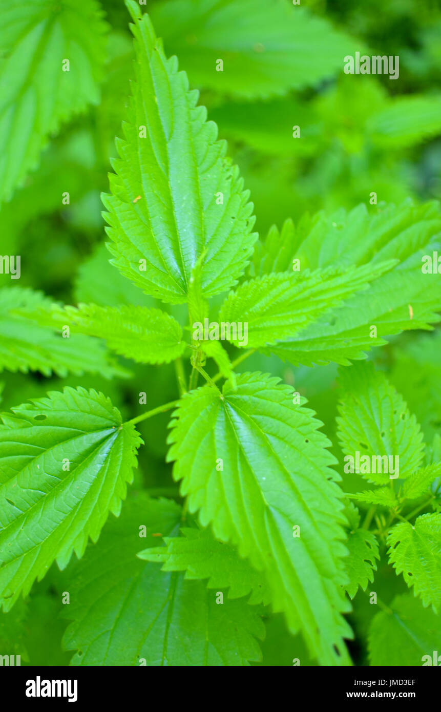 Green fresh nettle background of nettle in the forest Stock Photo - Alamy