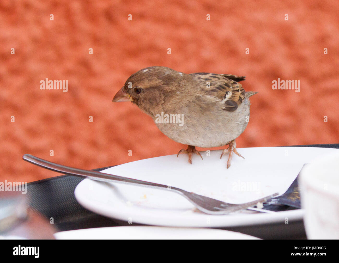 common house sparrow on plate at cafe Stock Photo - Alamy