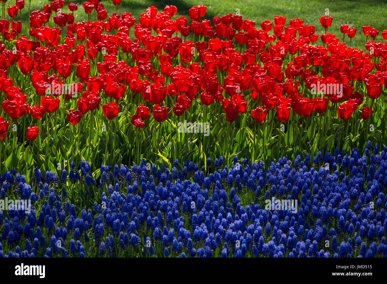 Red color tulip flowers bloom in the garden Stock Photo - Alamy