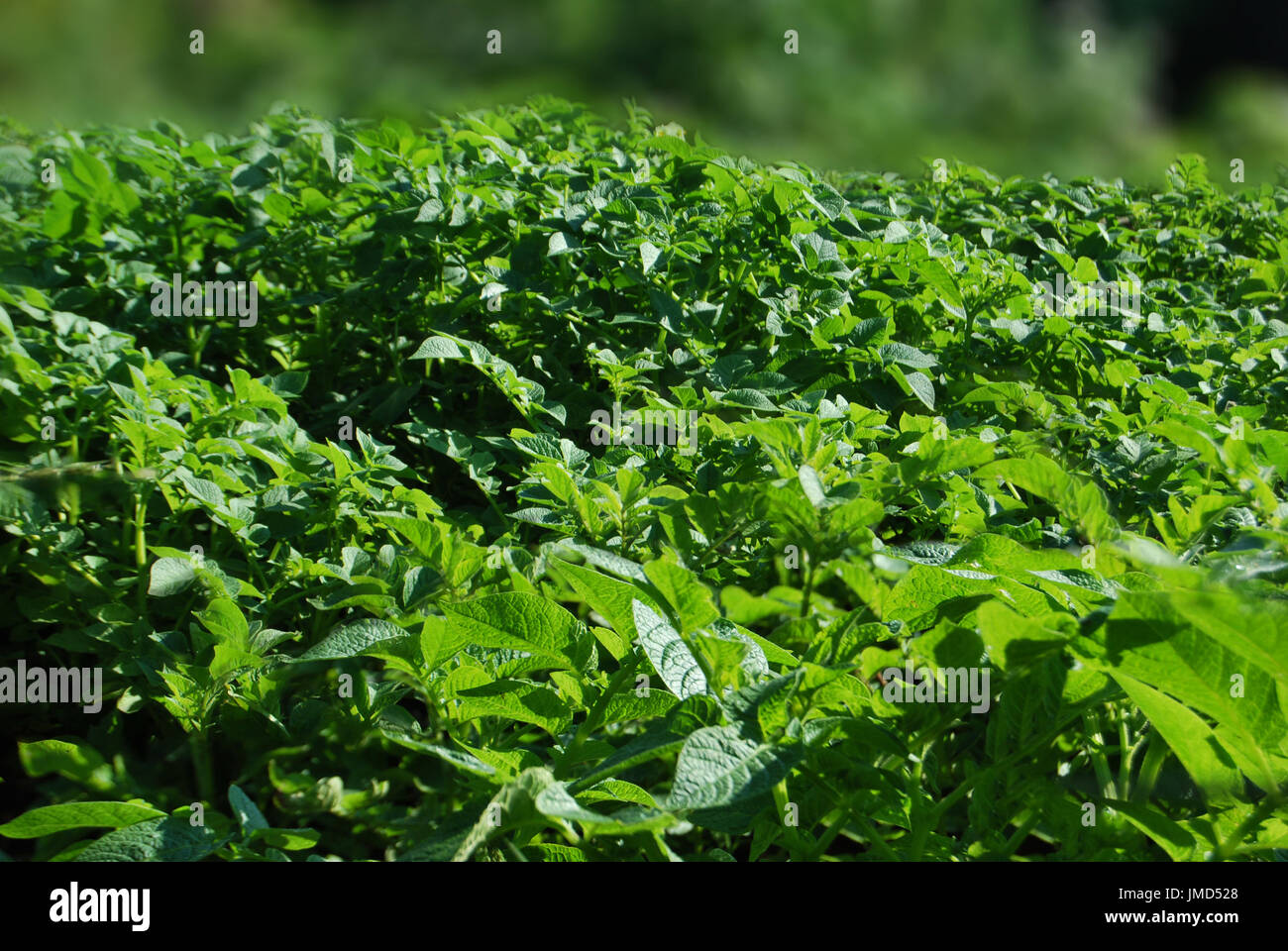 Greenery of potato tops in the garden Stock Photo - Alamy