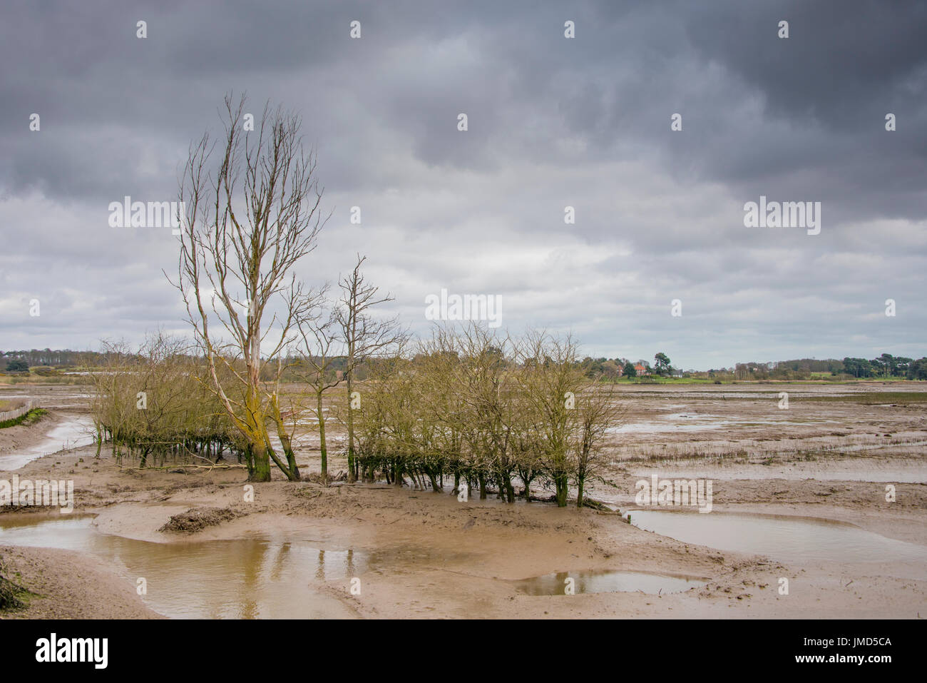 Mudflat habitat hi-res stock photography and images - Alamy
