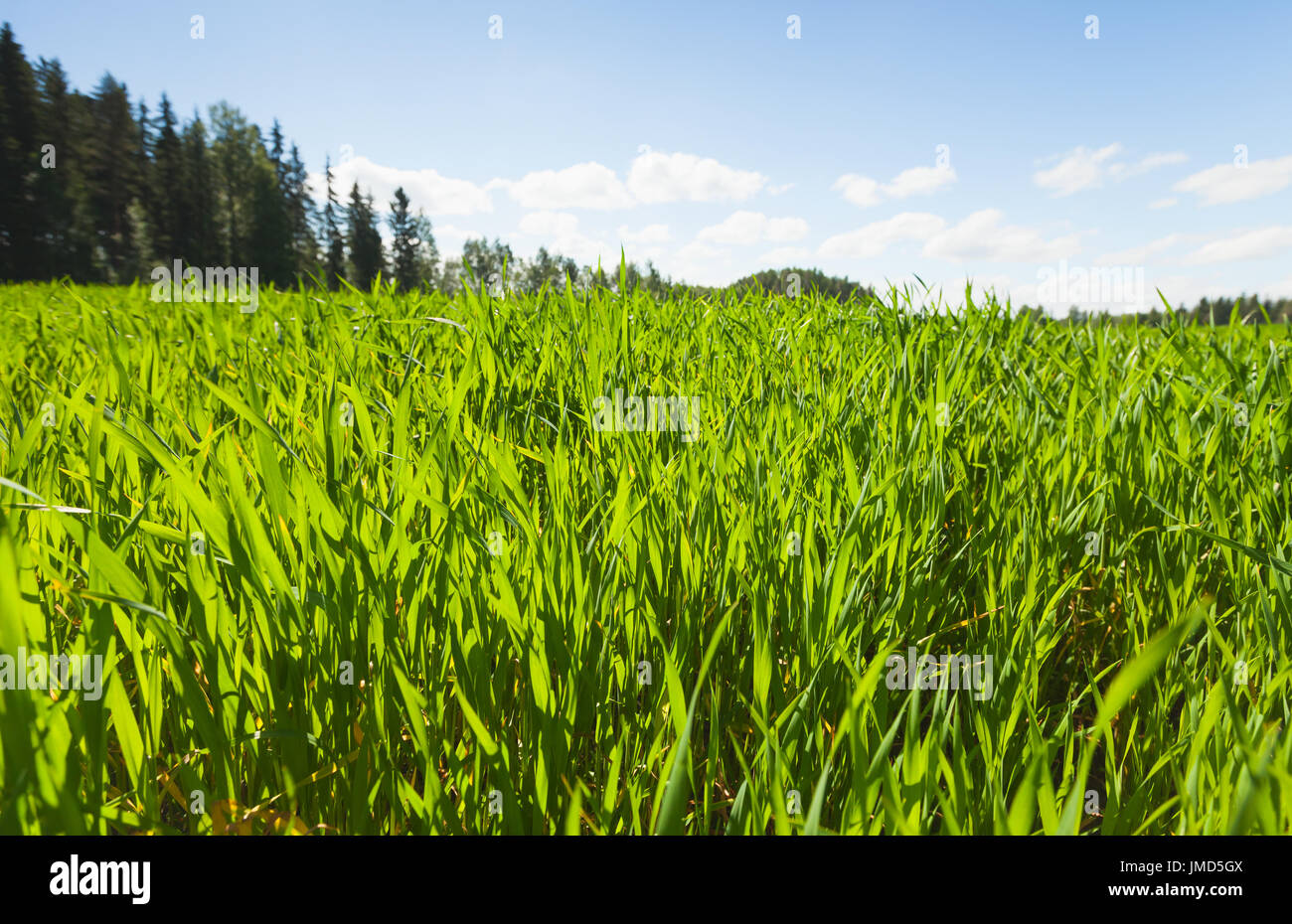 Green fresh field plant hi-res stock photography and images - Alamy