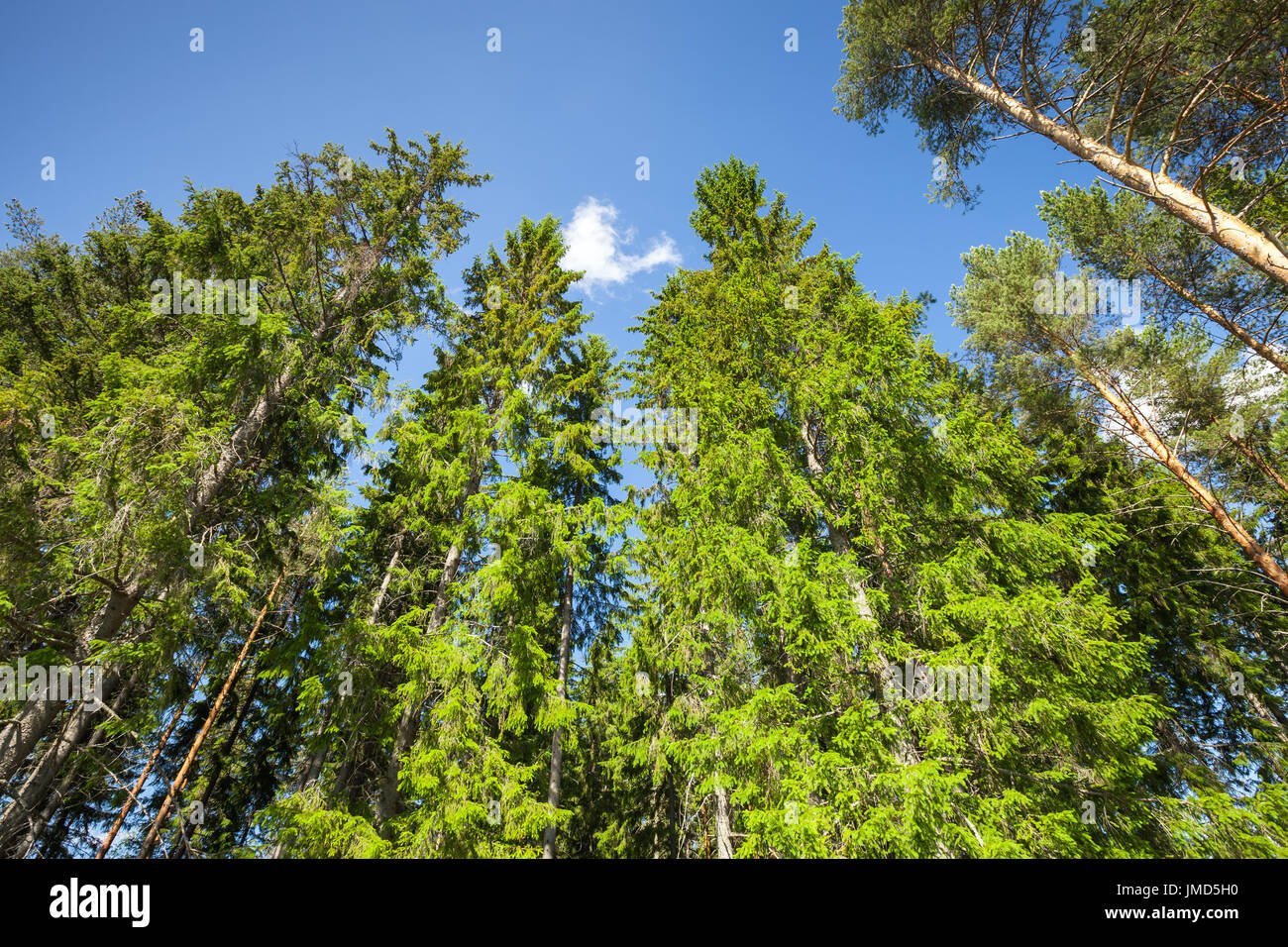 Coniferous forest with spruce hi-res stock photography and images - Alamy