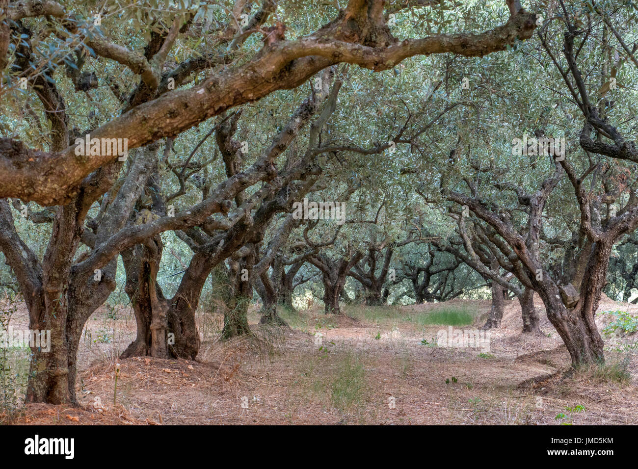 Very old OIive trees that are seen everywhere in Zakynthos, Ionian ...