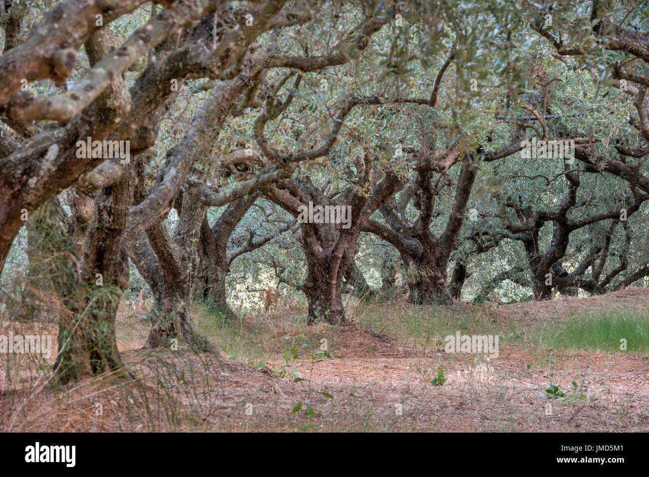 Very old OIive trees that are seen everywhere in Zakynthos, Ionian ...