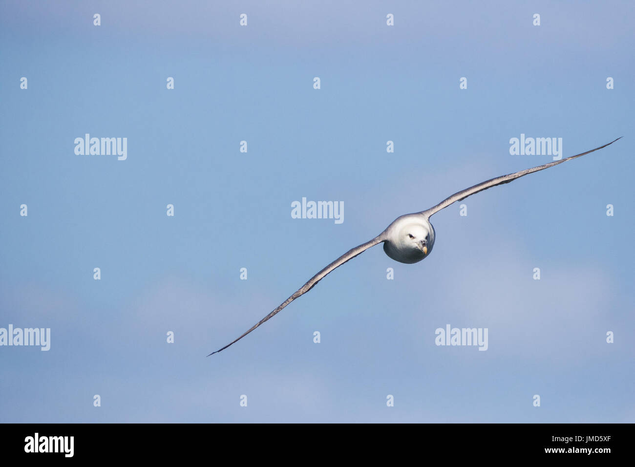 Fulmar (Fulmarus glacialis) in flight, flying towards camera against a ...