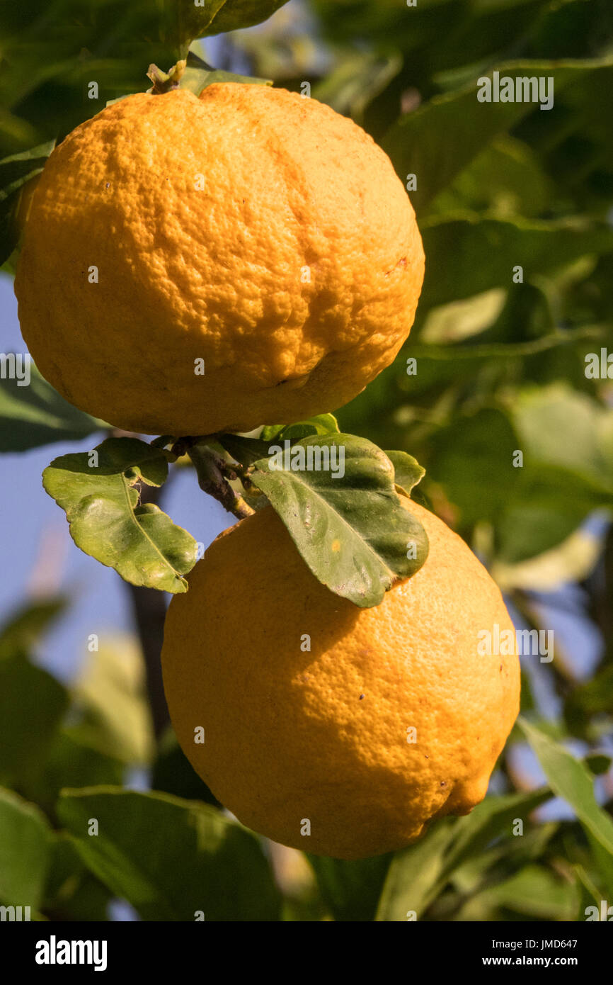 Orange tree , Zakynthos , Ionian islands, Greece Stock Photo - Alamy