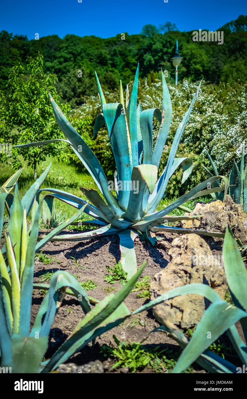 One big blue agave plant stone rock desert, Feofania, Kyiv, Ukraine ...