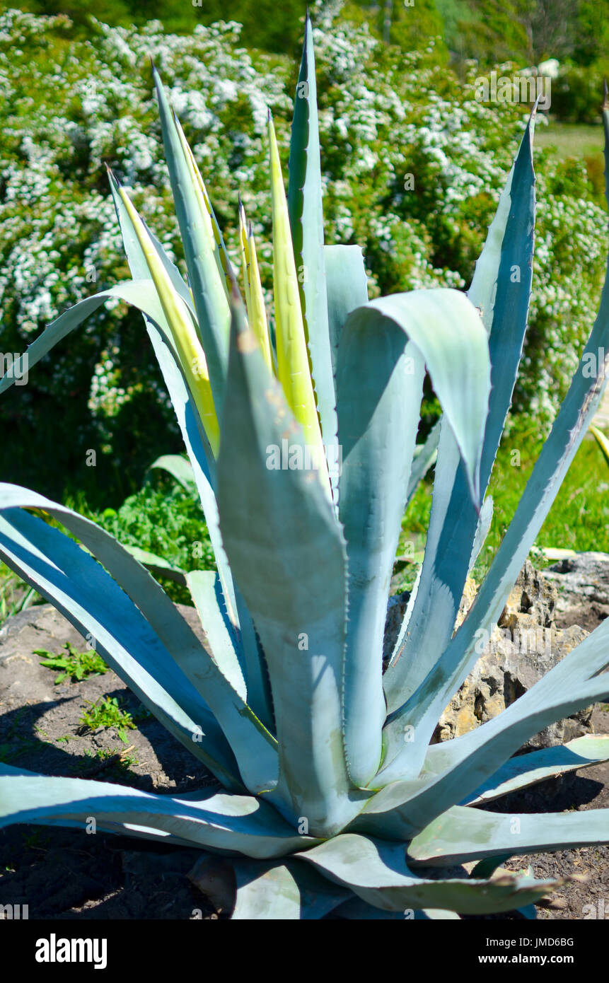 Blue Agave Plant Desert Agaves & Nolinas