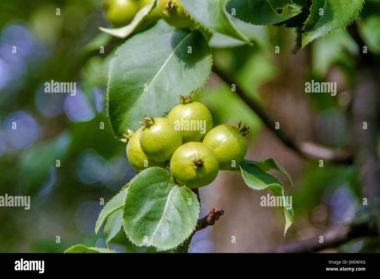 Image fruits of a wild pear ripen on a tree Stock Photo - Alamy