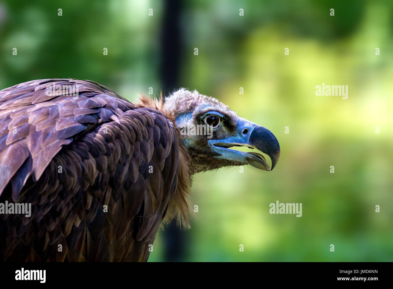 Vulture bird hi-res stock photography and images - Alamy