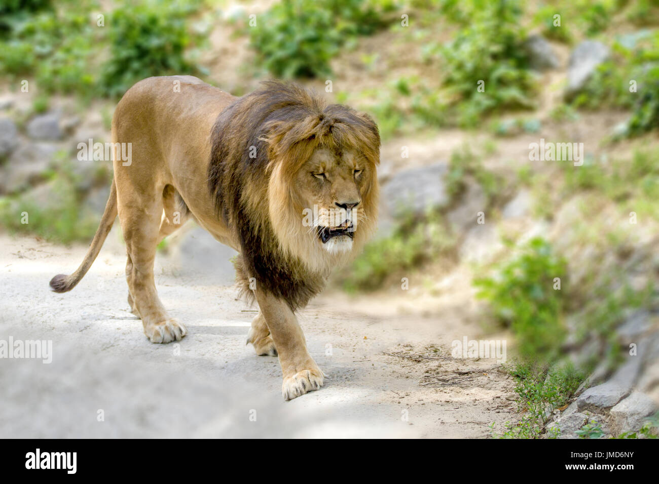 Image animal adult lion walks in the zoo Stock Photo - Alamy