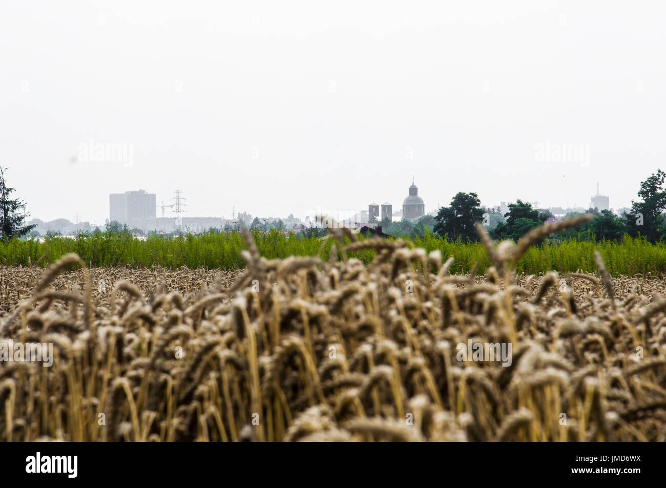 Polish wheat field hi-res stock photography and images - Alamy