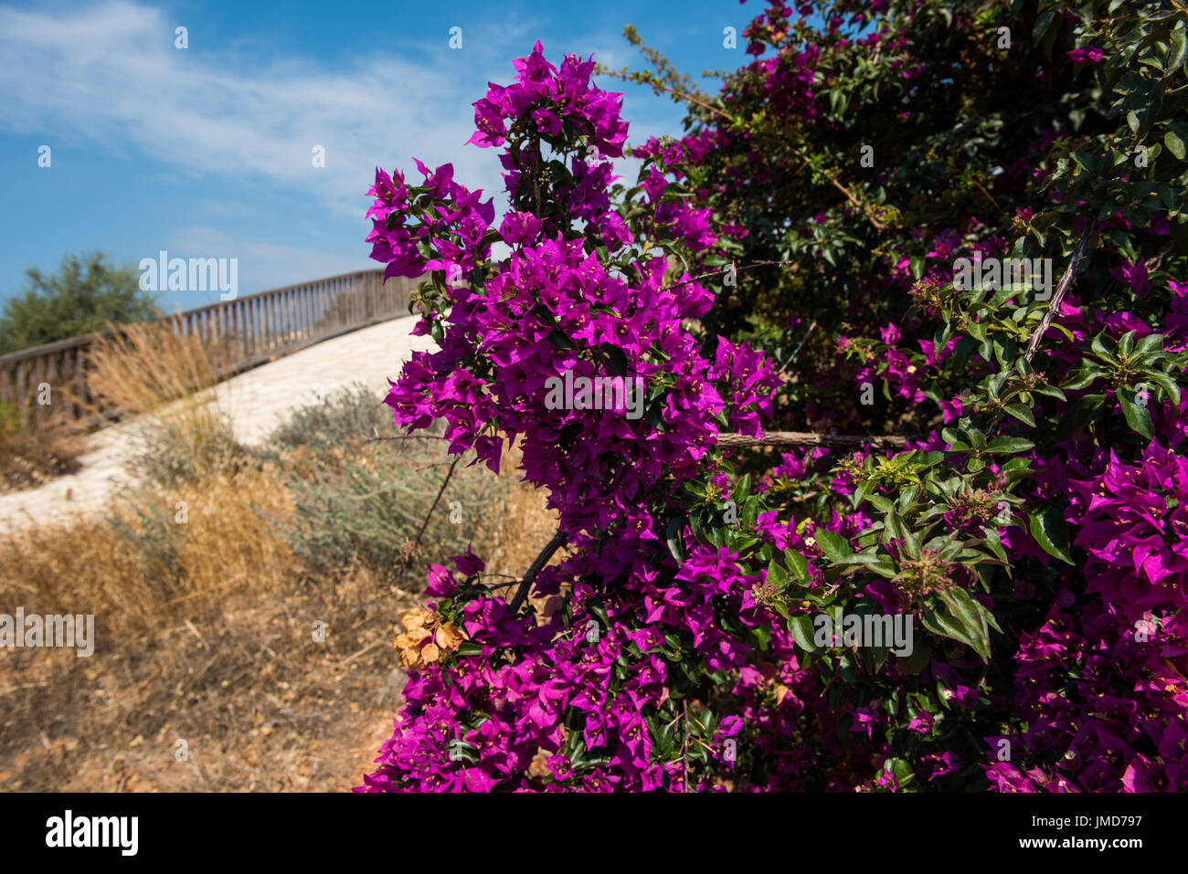 Wild Orchid Cyprus Stock Photos & Wild Orchid Cyprus Stock Images - Alamy
