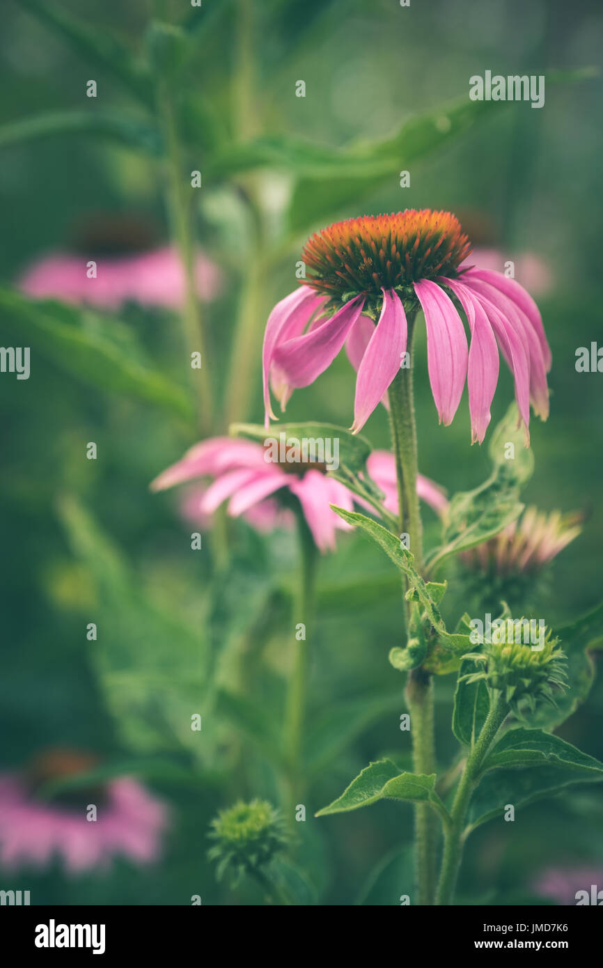 Echinacea Pink Parasol Flowers Stock Photo - Alamy