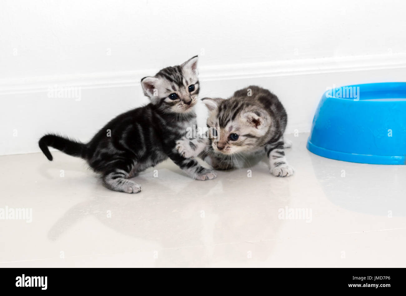 Cute American shorthair cat kitten with copy space Stock Photo - Alamy