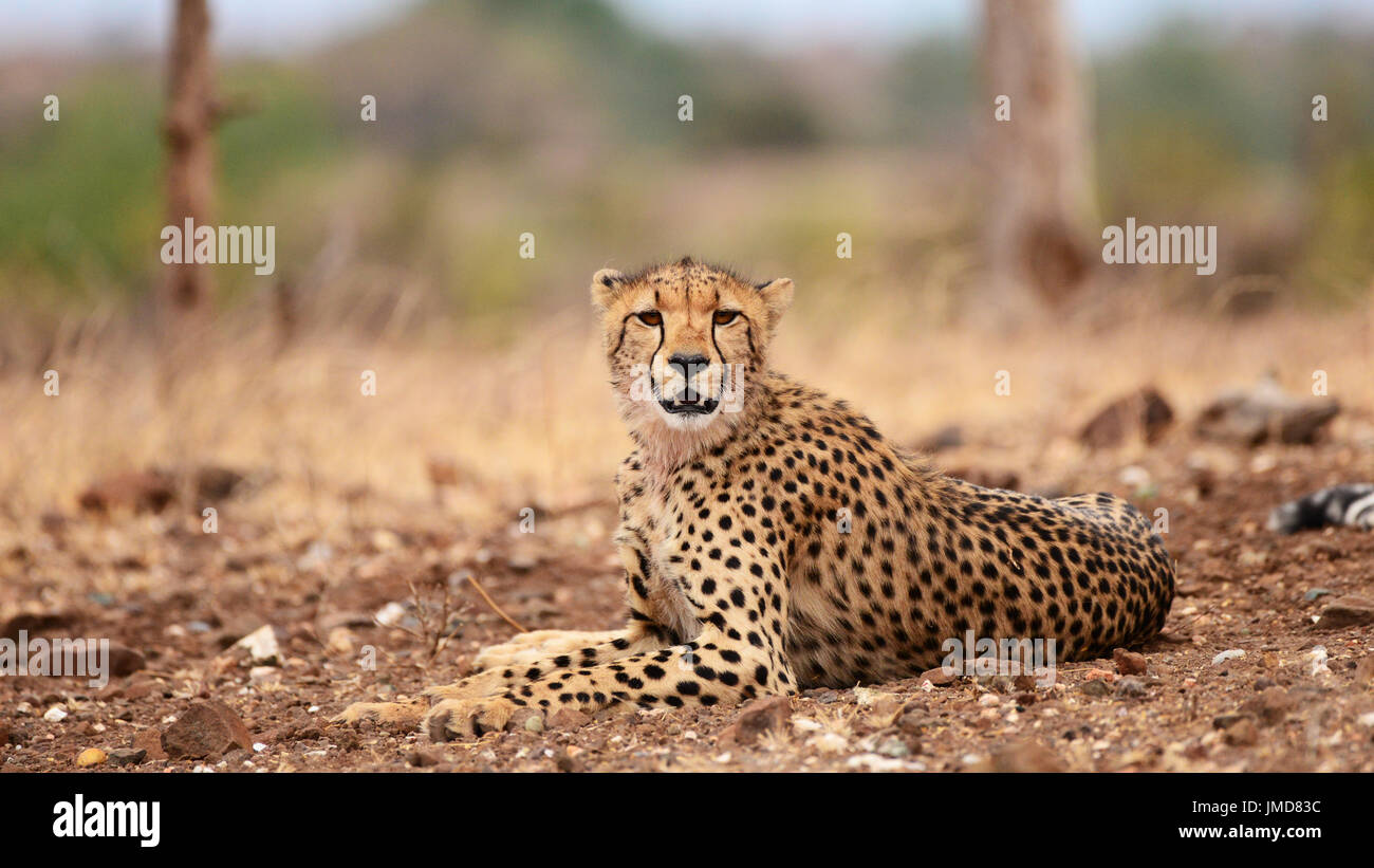 Mashatu Game Reserve Stock Photo - Alamy