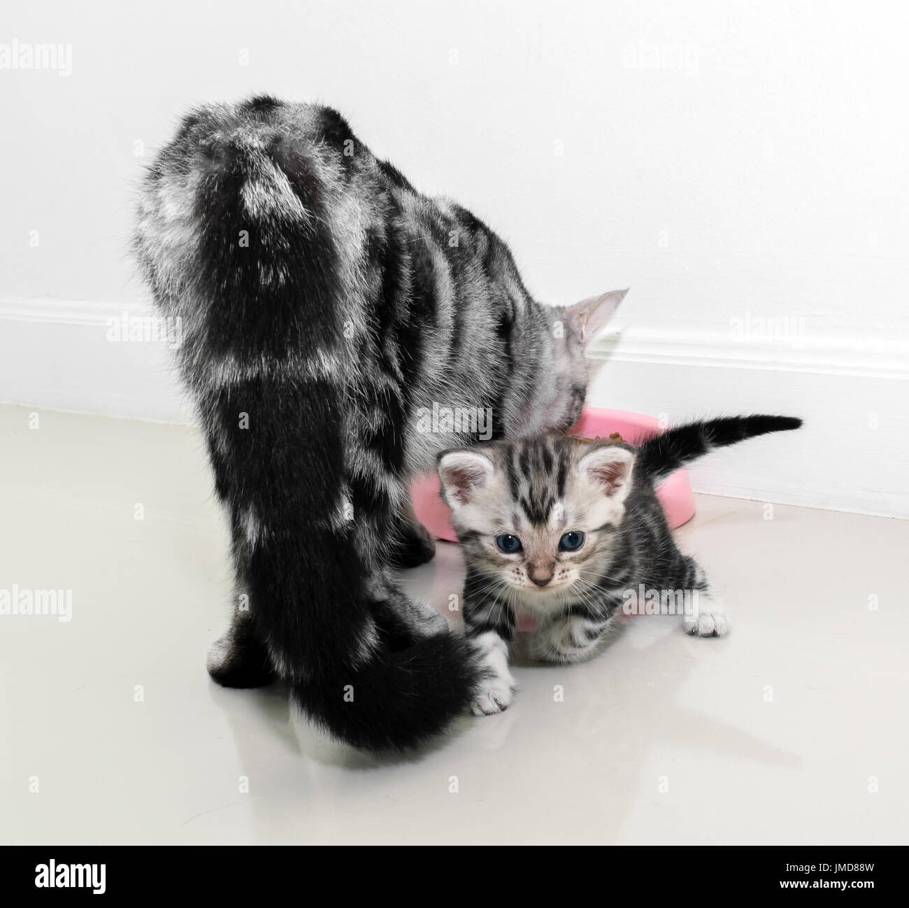 Cute American shorthair cat kitten with copy space Stock Photo - Alamy