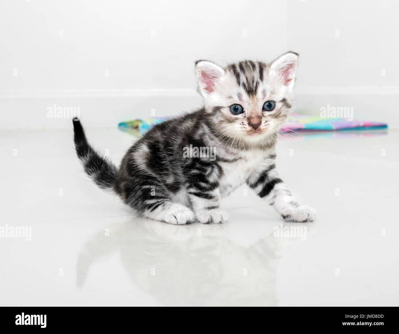 Cute American shorthair cat kitten with copy space Stock Photo - Alamy