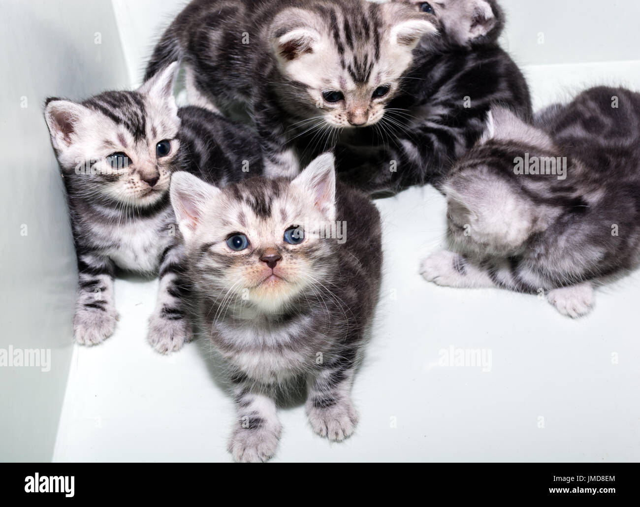Cute American shorthair cat kitten with copy space Stock Photo - Alamy