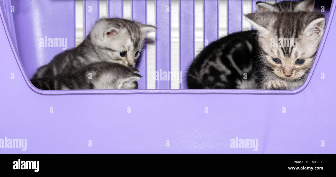 Cute American shorthair cat kitten with copy space Stock Photo - Alamy