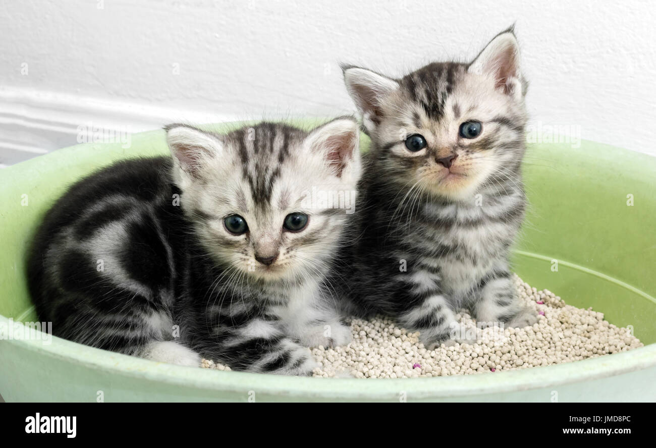 Cute American shorthair cat kitten with copy space Stock Photo - Alamy