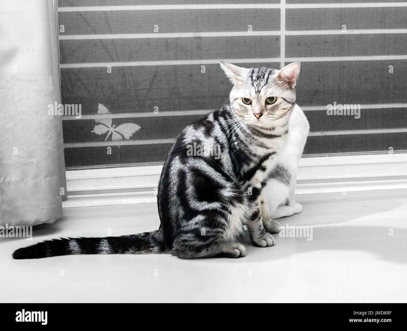 Cute American shorthair cat kitten with copy space Stock Photo - Alamy